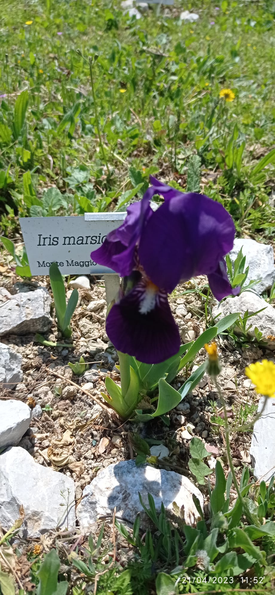 LIFE IMAGINE per la biodiversità: sboccia il primo fiore della specie ...